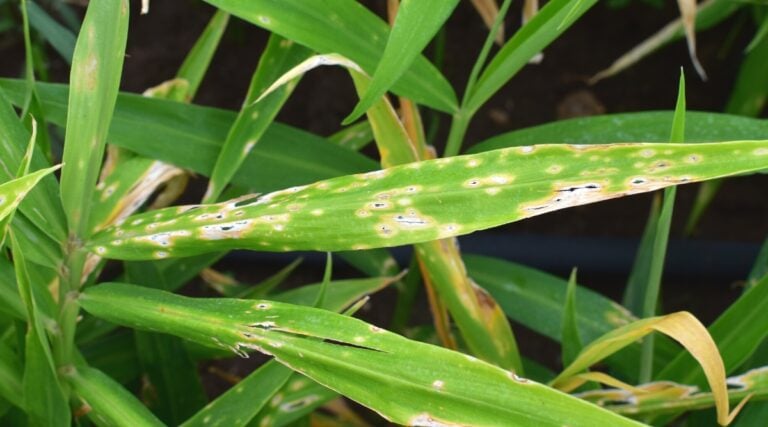 15 Tips For Growing Amazing Ginger Plants in Pots or Containers