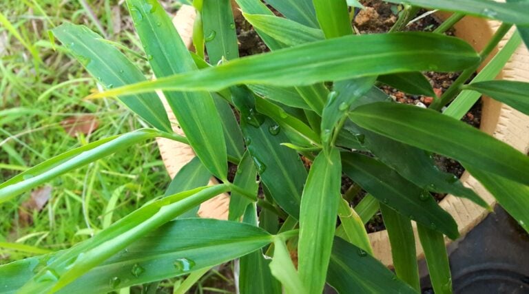 15 Tips For Growing Amazing Ginger Plants in Pots or Containers