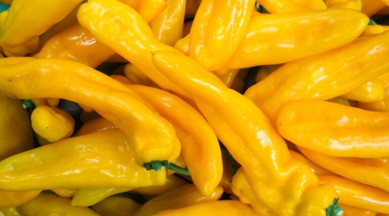 46 Types of Sweet Peppers to Grow This Season