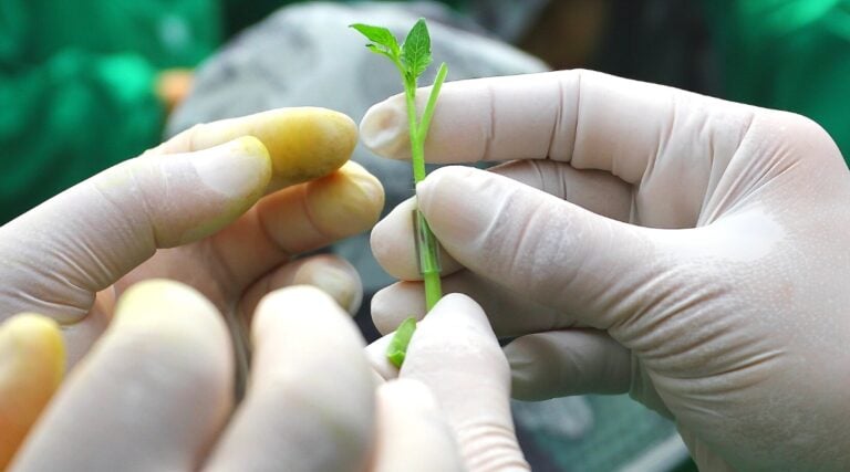 Grafting Tomatoes: The Secret to Unlocking Amazing Tomatoes