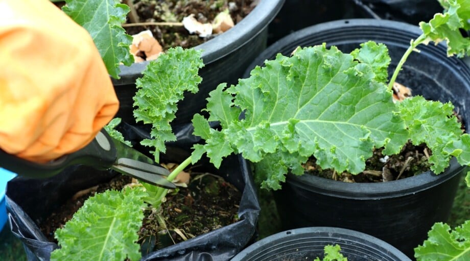10 Tips For Growing Kale in Pots or Containers
