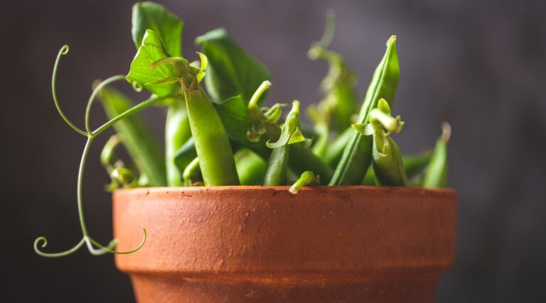How to Grow Peas in Pots or Containers