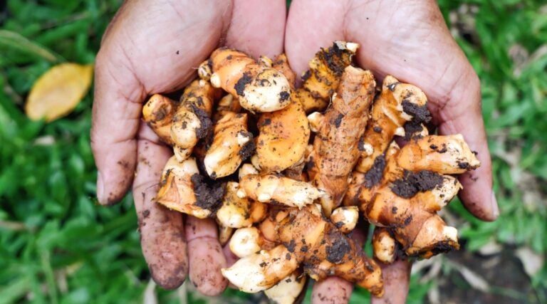 15 Tips For Growing Amazing Ginger Plants in Pots or Containers