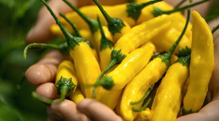 43 Different Types of Hot Peppers to Grow This Season