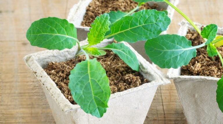 10 Tips For Growing Kale in Pots or Containers