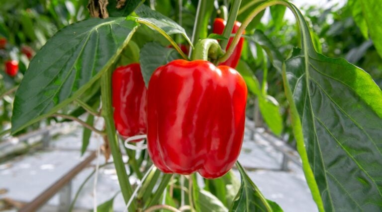 46 Types of Sweet Peppers to Grow This Season