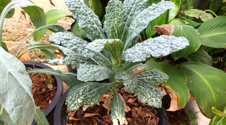 10 Tips For Growing Kale in Pots or Containers