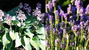 14 Perennials You Should Never Plant Next to Each Other