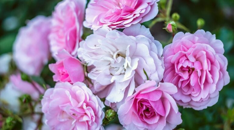 A Beginner's Guide to Growing Roses in Your Garden