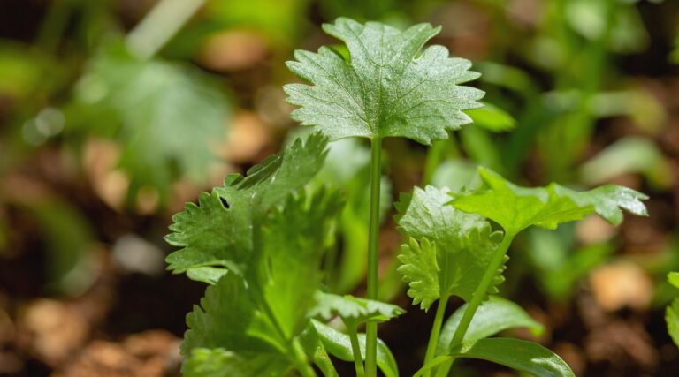 13 Fruit and Vegetable Varieties to Direct Seed in May