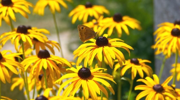 15 Tips For Creating a Beautiful Butterfly Garden