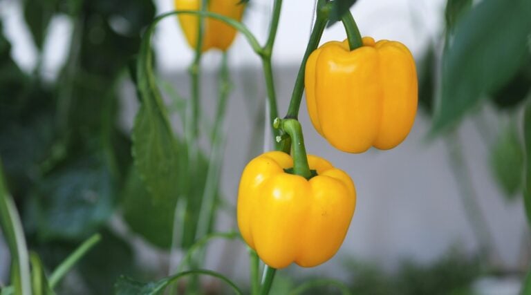46 Types of Sweet Peppers to Grow This Season