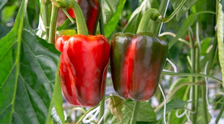 46 Types of Sweet Peppers to Grow This Season