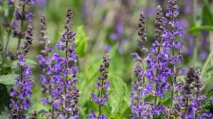 27 Drought Friendly Plants That Will Attract Pollinators