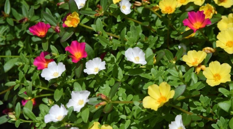 27 Drought Friendly Plants That Will Attract Pollinators