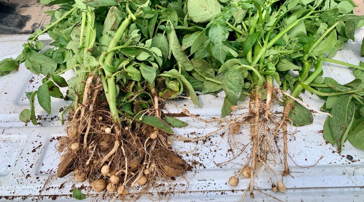 How to Get Rid of Fungus Gnats