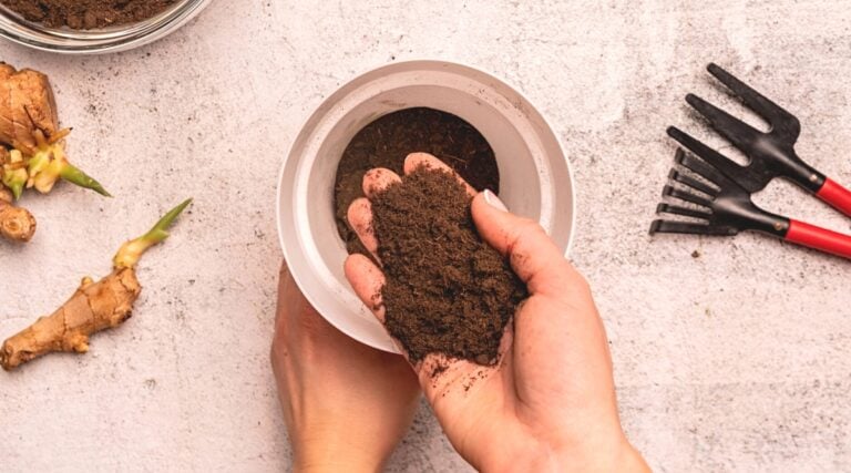 15 Tips For Growing Amazing Ginger Plants in Pots or Containers