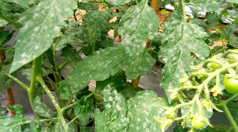 Powdery Mildew in Tomatoes: Identification and Prevention