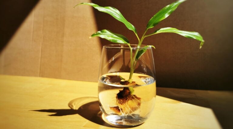 15 Tips For Growing Amazing Ginger Plants in Pots or Containers