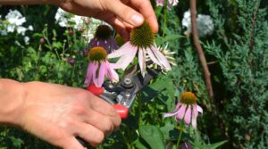 How and When to Transplant Coneflowers For Best Results