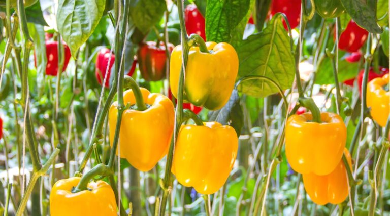 46 Types of Sweet Peppers to Grow This Season