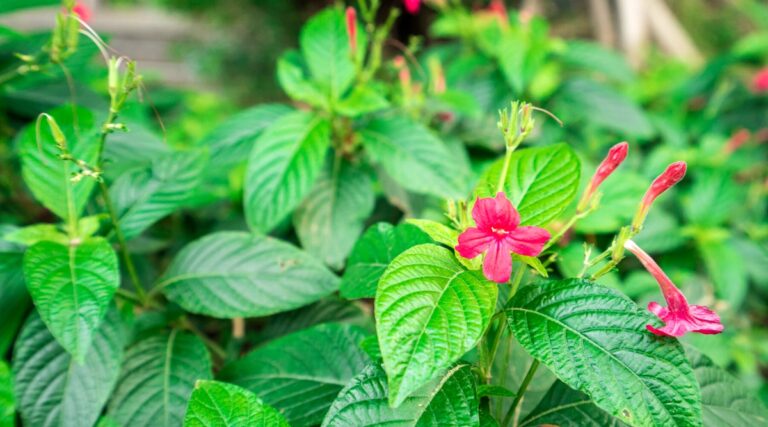 How to Build a Patriotic Pollinator Garden This Memorial Day