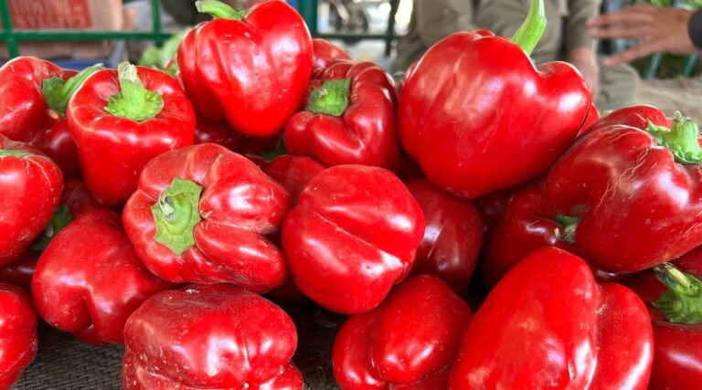 43 Different Types of Hot Peppers to Grow This Season