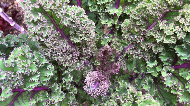 10 Tips For Growing Kale in Pots or Containers