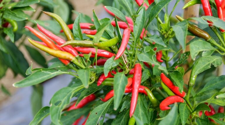 43 Different Types of Hot Peppers to Grow This Season