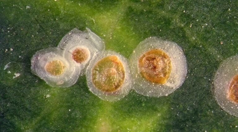 11 Common Pests and Diseases That Love African Violets