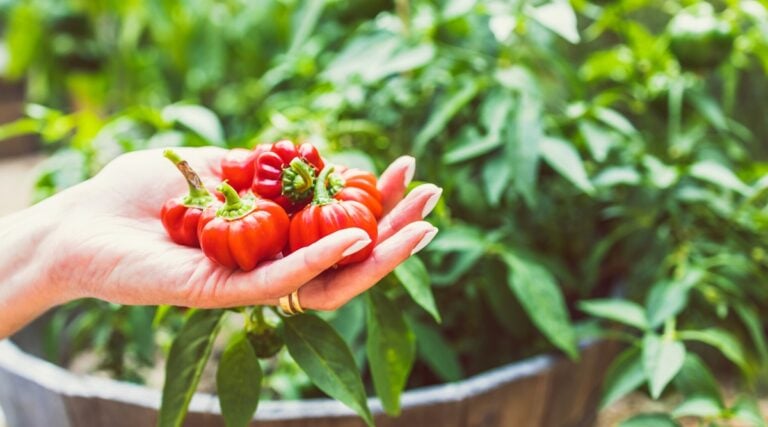46 Types of Sweet Peppers to Grow This Season