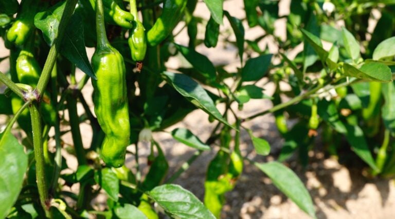 46 Types of Sweet Peppers to Grow This Season