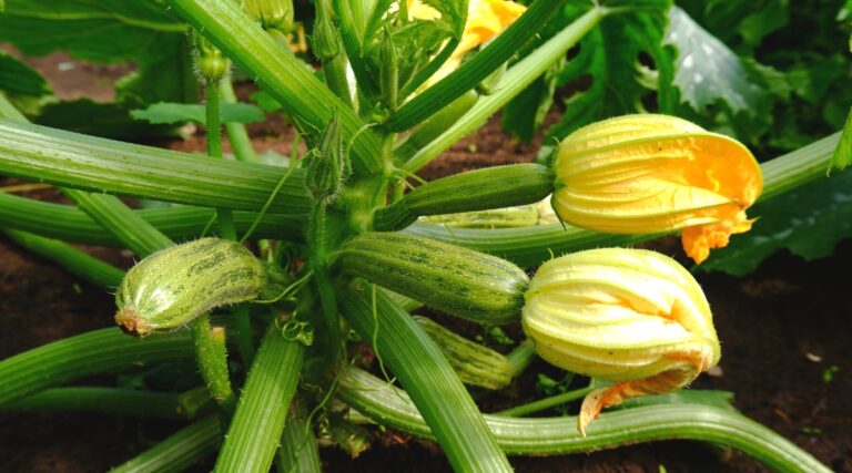13 Fruit and Vegetable Varieties to Direct Seed in May