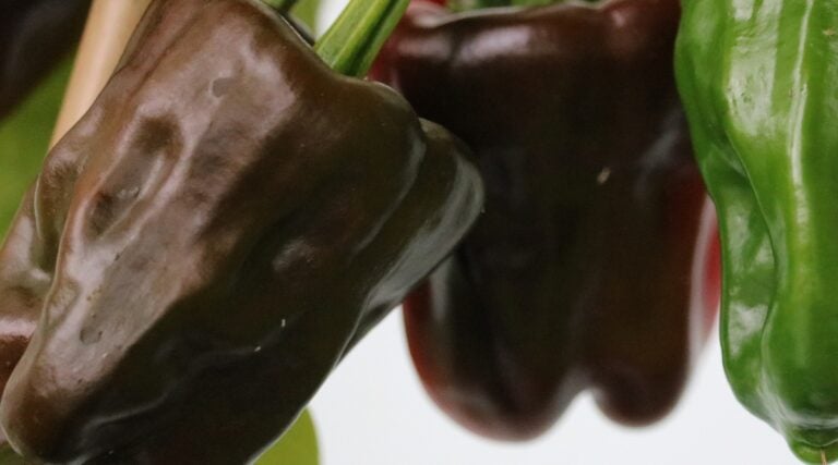 46 Types of Sweet Peppers to Grow This Season