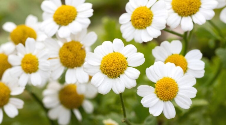 How to Plant, Grow and Care For Feverfew