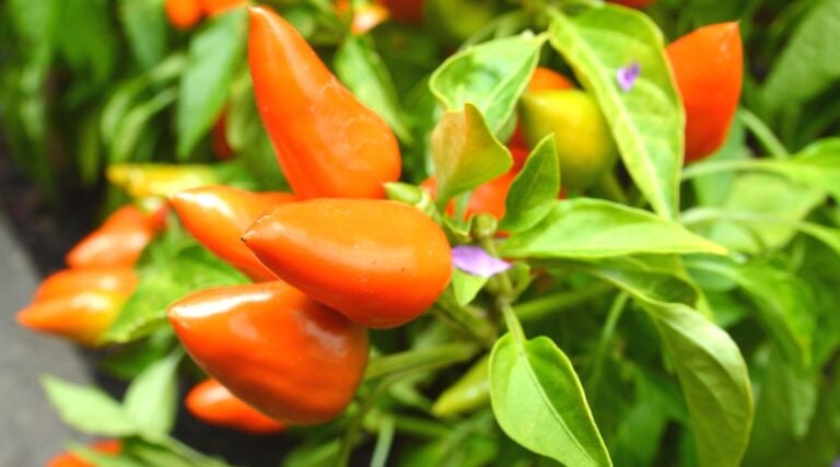 46 Types of Sweet Peppers to Grow This Season