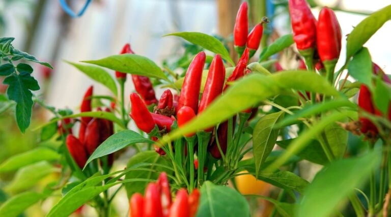 43 Different Types of Hot Peppers to Grow This Season