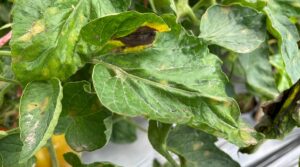 How to Identify, Treat, and Prevent Early Blight in Tomatoes