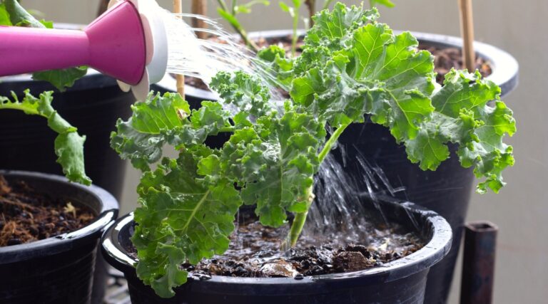 10 Tips For Growing Kale in Pots or Containers