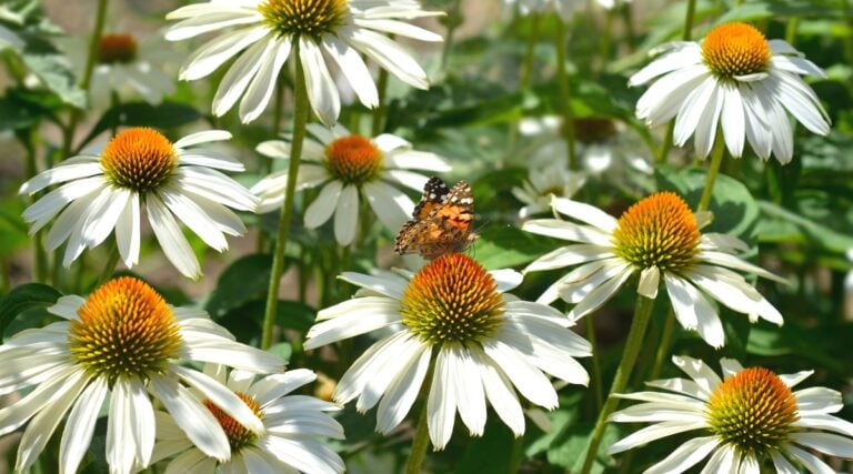 How and When to Transplant Coneflowers For Best Results