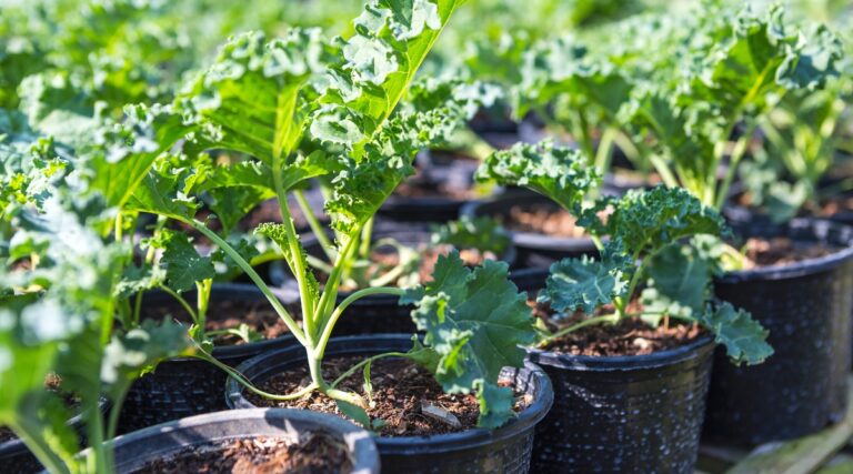 10 Tips For Growing Kale in Pots or Containers