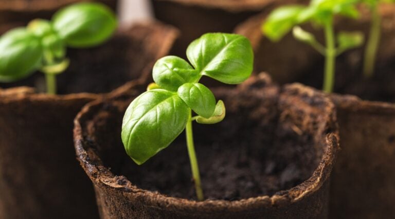 15 Expert Tips For Growing Amazing Basil in Pots or Containers