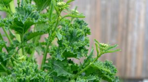 Kale Growth Stages: How Fast Does Kale Grow?