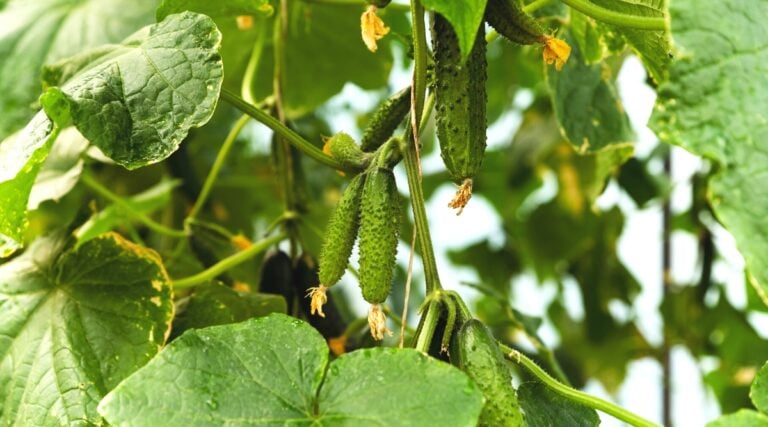 Cucumber Growth Stages: How Fast Does Cucumber Grow?