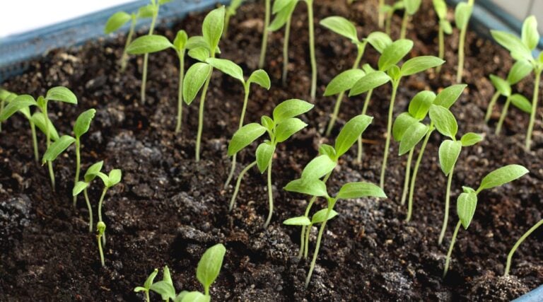 Eggplant Growth Stages: How Fast Does Eggplant Grow?