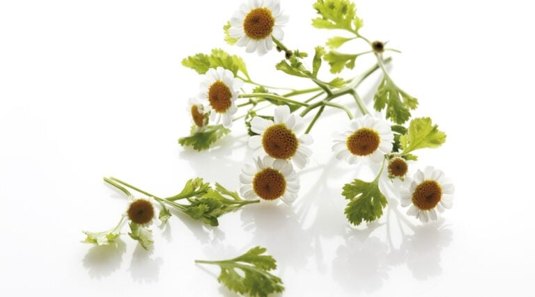How to Plant, Grow and Care For Feverfew
