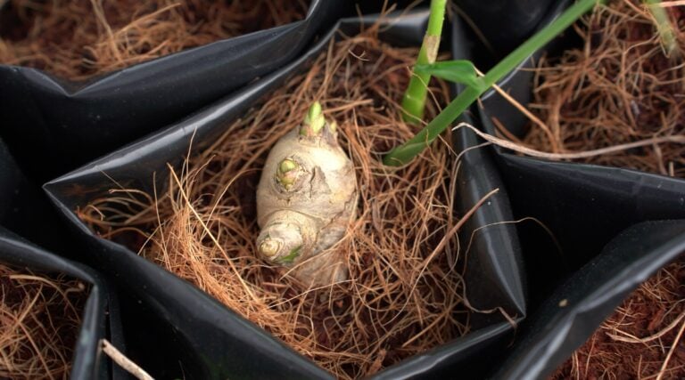 15 Tips For Growing Amazing Ginger Plants in Pots or Containers