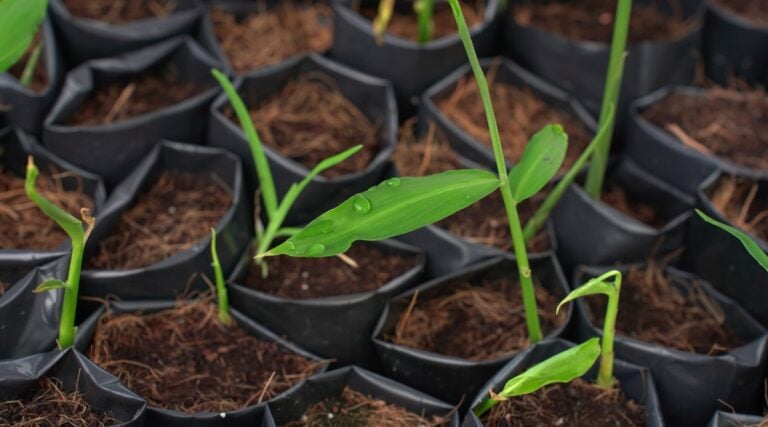 15 Tips For Growing Amazing Ginger Plants in Pots or Containers