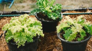10 Tips For Growing Kale in Pots or Containers