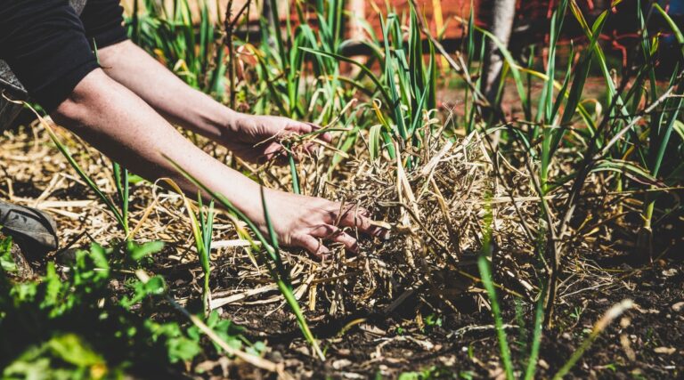 15 May Gardening Tips For Beautiful Flower Blooms